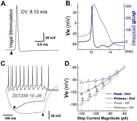 A Vagal Stimulation Evoked Transmembrane Action Potential In A