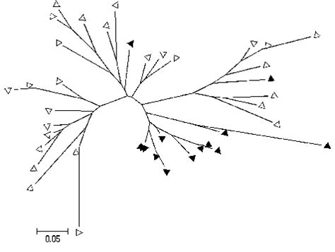 Neighbour Joining NJ Tree Based On Nei And Li 1985 Genetic