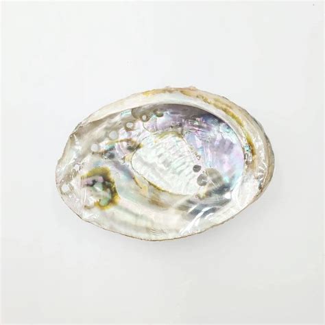 Discover The Beauty And Symbolism Of The Abalone Shell Abalone Shell