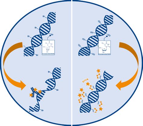 Edu Cell Proliferation Assay For Imaging