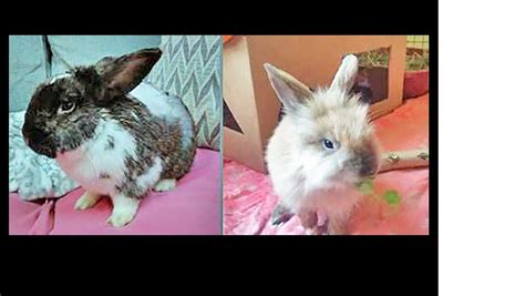 Rescued Rabbits Population Explosion Leaves Rescuers With 100 Bunnies