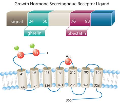 Sex And The Obesity Leptin And Ghrelin Cayman Chemical