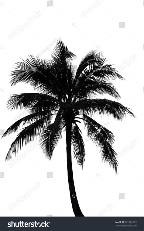 Black White Palm Tree Clip Art Over 61 Royalty Free Licensable Stock