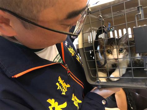 惡狼虐貓1／毒鴛鴦虐死貓咪10餘隻 無主項圈塞滿泡菜罐 社會 Ctwant