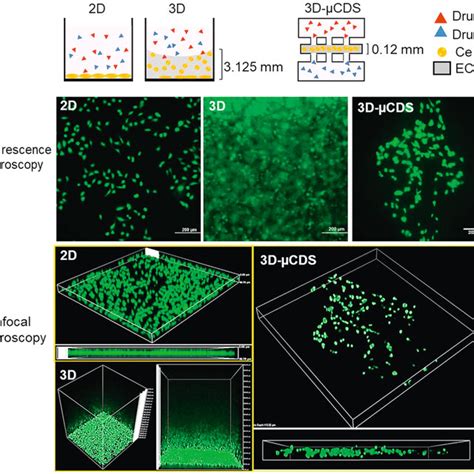 Thin Gel Cell Culture In The 3d μcds Device A Schematic Illustration