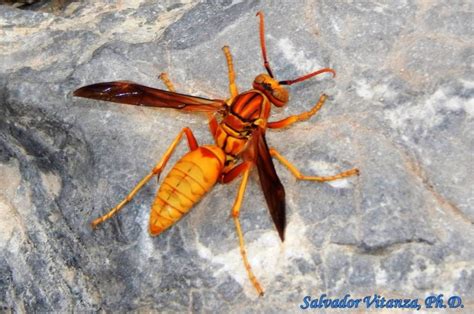 Hymenoptera Vespidae Polistes Paper Wasps B 2 Urban Programs El Paso County