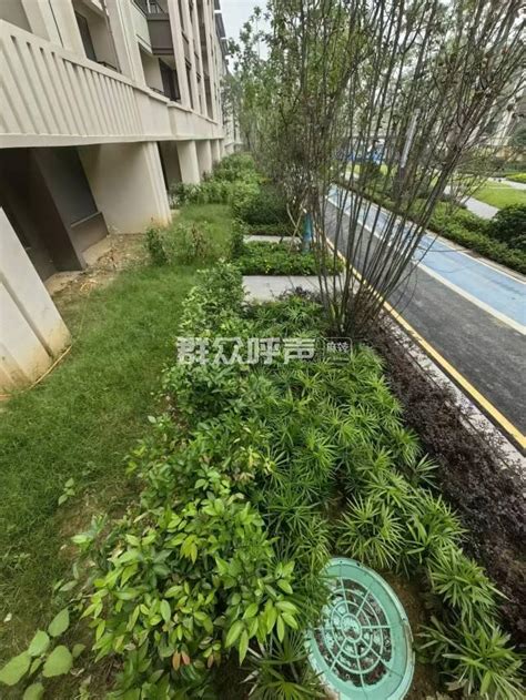严重侵占公共绿化 群众呼声 四川省网上群众工作平台 双流区委书记