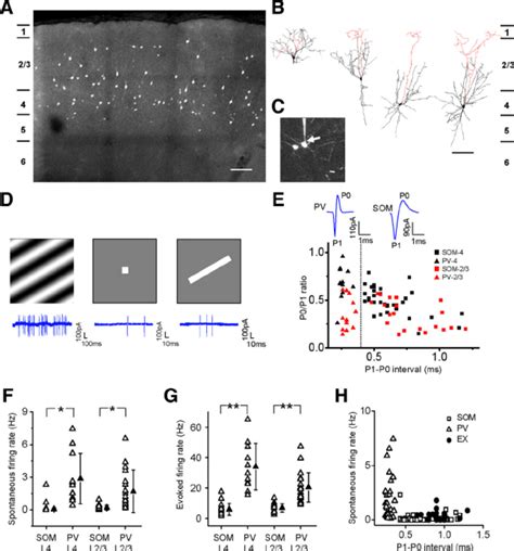 Spiking Properties Of Som And Pv Neurons A Confocal Image Of A