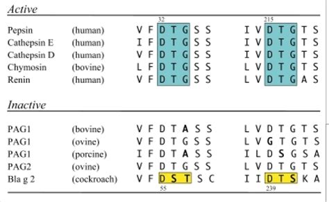 Amino Acid Triads Involved In The Catalytic Site Of Active Aspartic Download Scientific Diagram