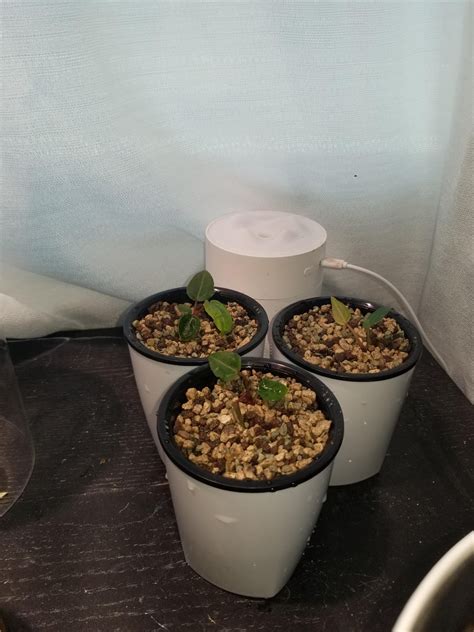 My First Anthuriums Wish Me Luck R Anthurium