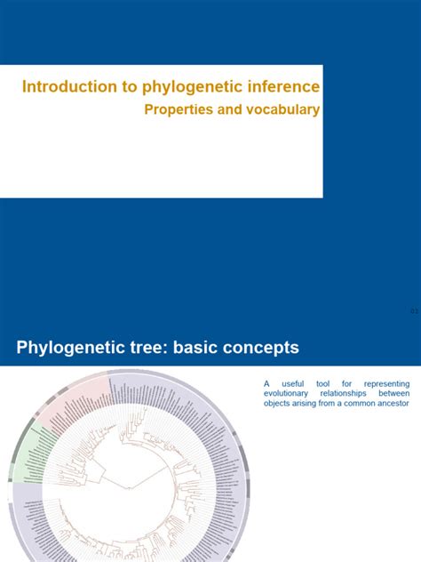 Introduction Arbres Phylogénique Pdf Phylogenetic Tree Vertex