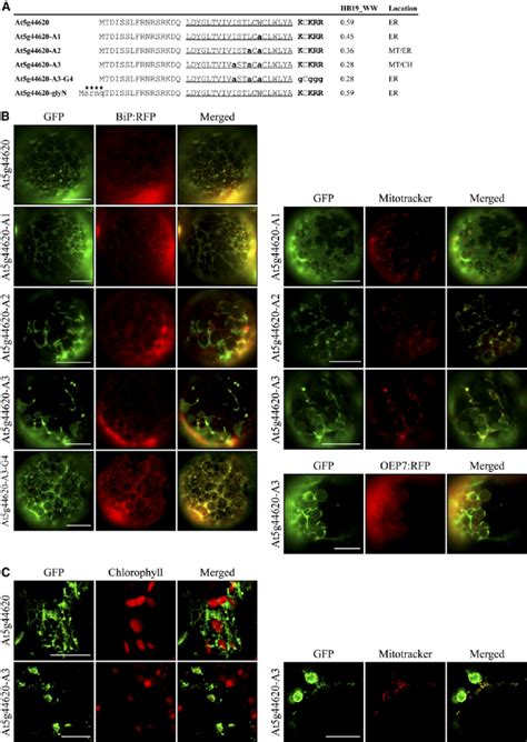 Decreasing The Hydrophobicity Of The Tmd Of Er Targeted At5g44620