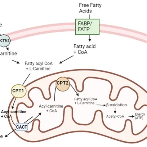 L Carnitine Functions As A Cofactor For Long Chain Fatty Acids Across