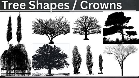 The Shape Of Trees A Visual Guide To Tree Formscrowns Growit Buildit