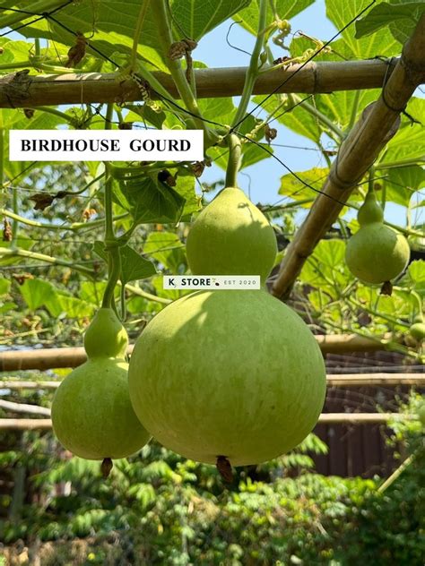 Buy 1 Get 1 Free Super Squash Bud Long Short Bottle Gourd Star