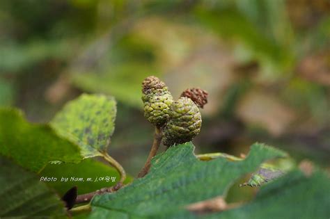 백두산식물 덤불오리나무자작나무과 오리나무속 열매 Alnus Alnobetula Subsp Fruticosa