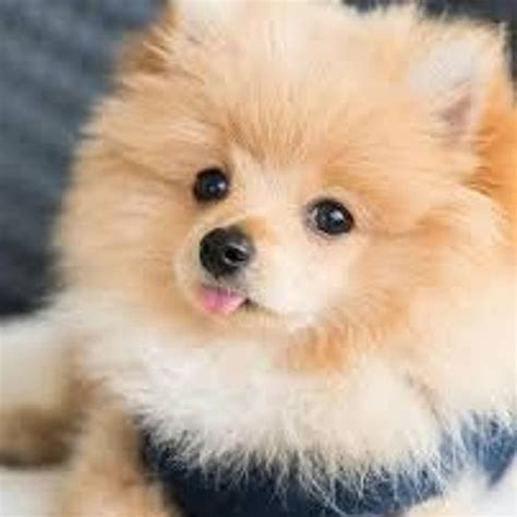 Stream Stacey Fitzmaurice Music Listen To Songs Albums Playlists For Free On Soundcloud