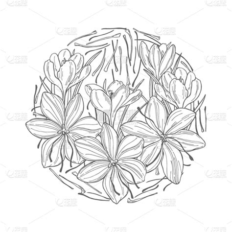 藏红花香料草图绘画插图农业自然界的状态食品希腊番红花属成分
