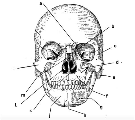 A P Exam Figure Diagram Quizlet