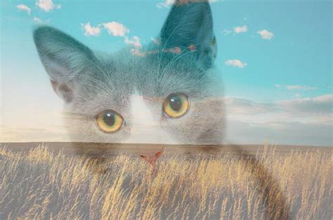 Image Module Functions — Pillow Pil Examples