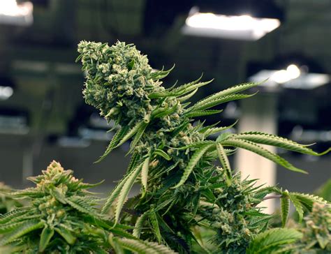 Outlook 2024 Survey Course Cannabis Sales Growing Despite Industry