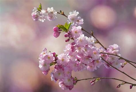 3月份养花大全：播种、修剪、扦插、换盆、分株 知乎