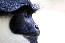 Kostenloses Foto Halbaffe Katta Lemur Catta Lemur Kostenloses Bild Auf Pixabay