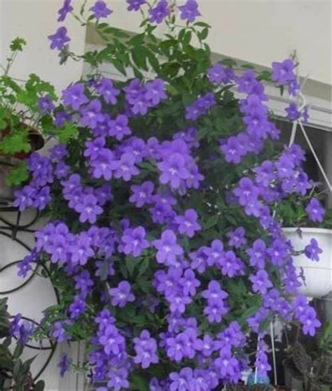 Перерыва в ее цветении нет Выращивание цветов Цветник план Идеи посадки растений