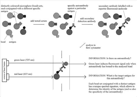 4 Microsphere Based Multiplex Flow Cytometric Immunoassay For Detection Download Scientific