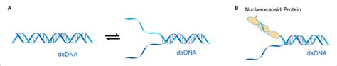 A The Dynamic Self Dissociation Of Dsdna B The Dsdna Melting