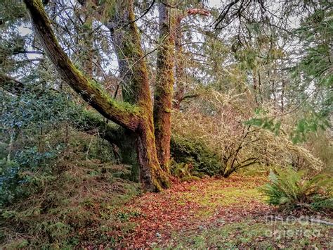 Old Grove Warrenton 2021 Photograph By Michael Ziegler Fine Art America
