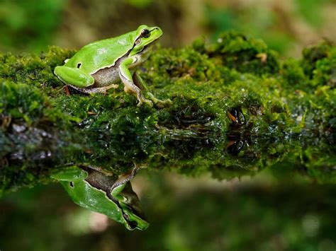 Pourquoi La Biodiversité Belge Est Elle Aussi En Danger Moustique