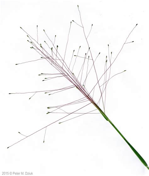 Digitaria Cognata Fall Witch Grass Minnesota Wildflowers