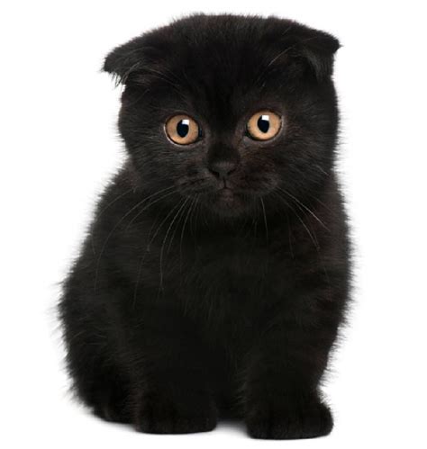 Black Scottish Fold Atelier Yuwa Ciao Jp