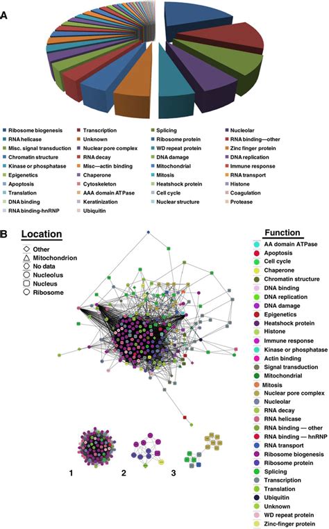 Proteins Bound To Chromatinnuclear Matrix That Increase 40 H