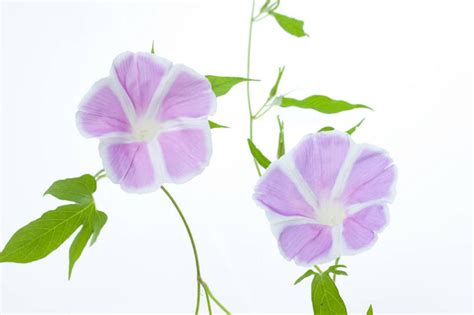 无人横图室内特写白天白色背景正面爱情喇叭花叶子盛开绿叶花蕾花花瓣花朵鲜花两朵粉色花苞花蕊嫩叶摄影