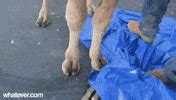Cameltoe S Find And Share On Giphy