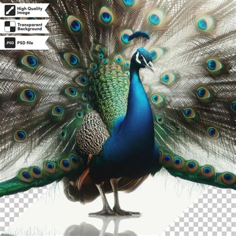 Page 3 Vibrant Peacock Full Display Psd High Quality Free Psd