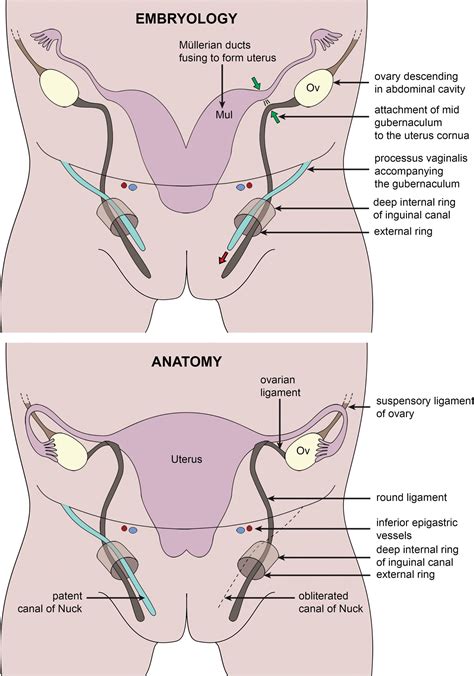 Female Groin Area
