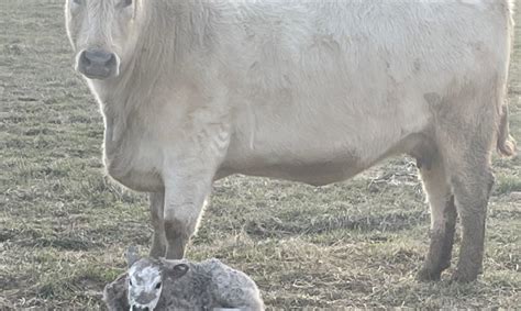 National Beef Wire Cattle Reproduction Effect Of Calving Difficulty