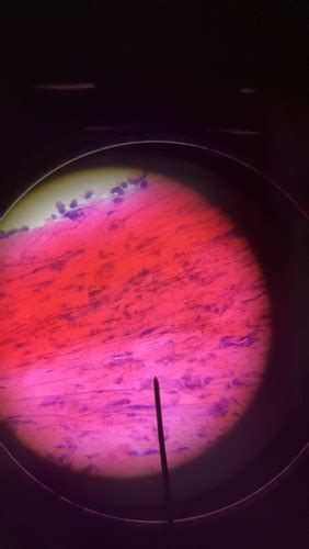 Bio Lab Practical 1 Flashcards Quizlet