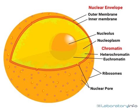 Nuclear Envelope Biology Diagrams Floyd L Johnson