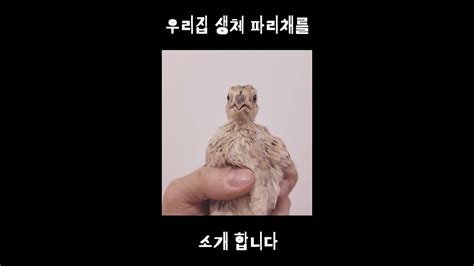 파리 모기 닥치는대로 다 먹어버리는 꿩 Youtube