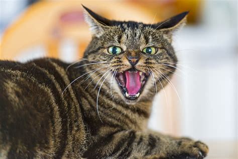 Signs Your Cat Is Angry IHeartCats