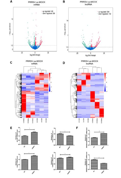Expression Profiles Of Mrnas And Lncrnas In The Ptr2 Cells With Prrsv Download Scientific