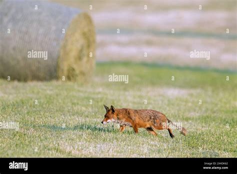 Red Fox Vulpes Vulpes Showing Early Stage Of Mange Infection Hunting