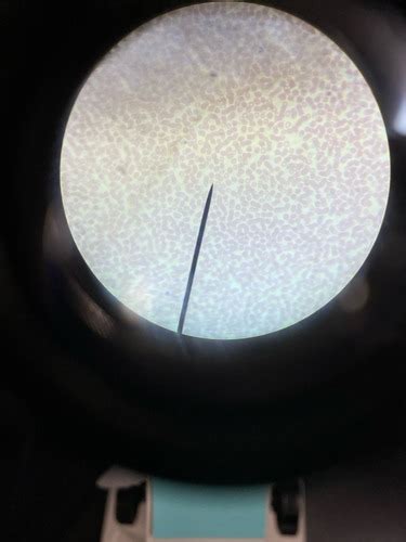 Microscope Flashcards Quizlet