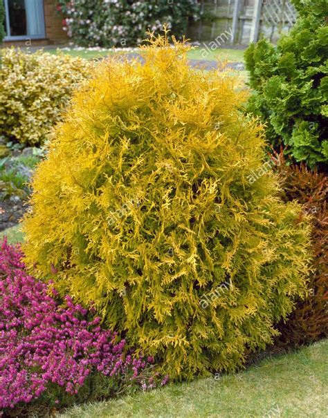 Thuja Occidentalis Varieties