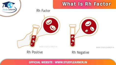 What Is Rh Factor Definition Importance Study Learner