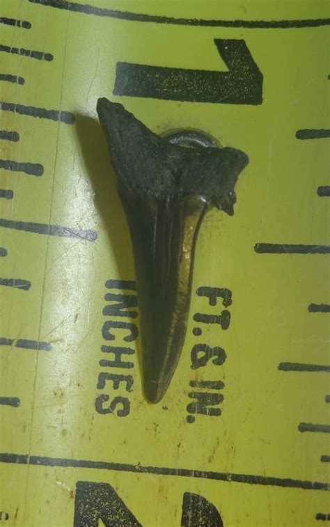 Scapanorhynchus Raphiodon Tenaxus 1  Members Gallery The Fossil